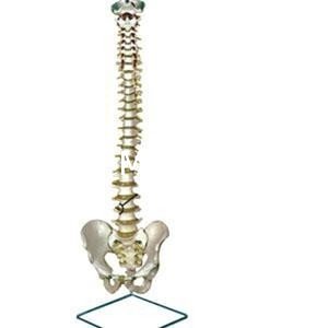 Human Skeleton Model-Spine Model