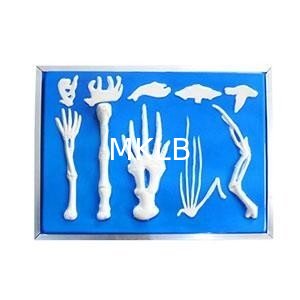 Human Skeleton Model-Hand & Foot Model