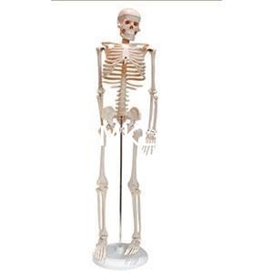 Human Skeleton Model