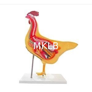 Animal anatomy model