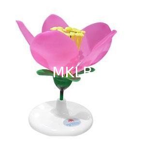 Flower and seed model