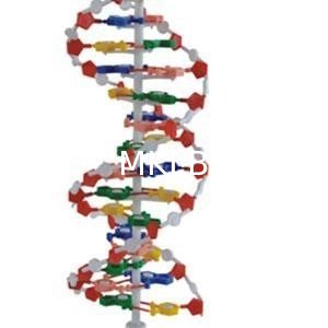 DNA model