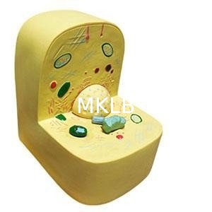 Cell structure model