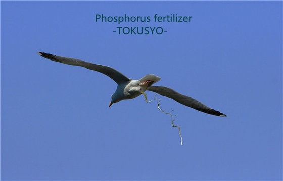 Spray 2500 Mesh Dry Organic Bat Guano , High Phosphate