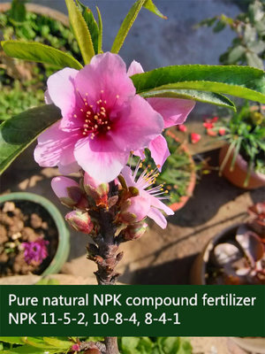 Granular NPK Pure Organic Guano Fertilizer For Fruit And Flowering Plant