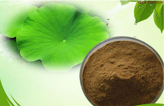 Lotus Leaf Extract Powder To Reduce Weight 98% High Purity Lotus Leaf Extract Powder