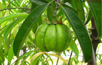 Garcinia Combogia Hydroxycitric Acid Powder Pharmaceutical Grade 6205 14 7