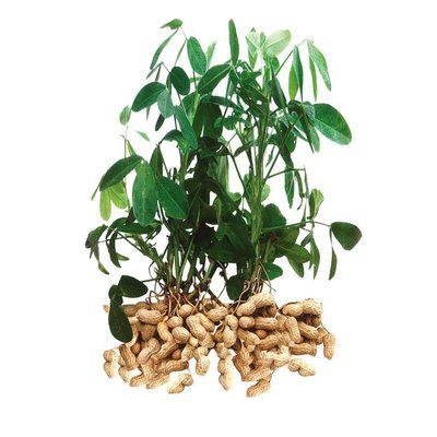 Xi'an Taima High Concentrate Peanut Flavor vaping juice