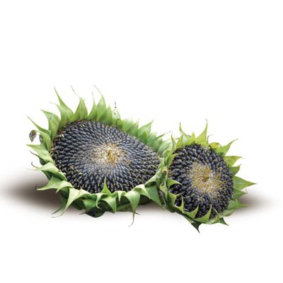 Taima PG Based sunflower flavor  Liquid  walnut Flavour For e-cig liquid