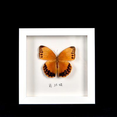 China factory square solid wood shadow box frame for butterfly marcos 3d molduras para fotos