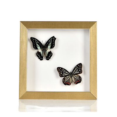 China factory square solid wood shadow box frame for butterfly marcos 3d molduras para fotos