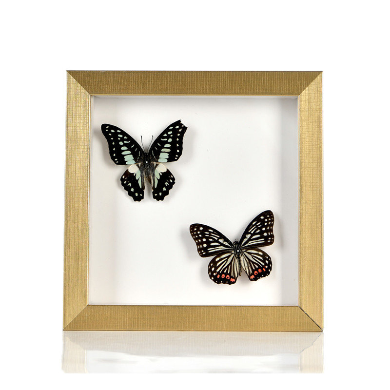 Wholesale square solid wood shadow box frame for butterfly marcos 3d molduras para fotos