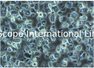China Condenser NA 0.3 Compound Biological Microscope ELWD Extra Long Working Distance factory