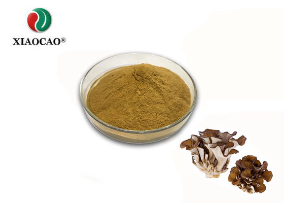 Polypore Mushroom Organic Herbal Extracts Grifola Frondosa Powder 10-50%