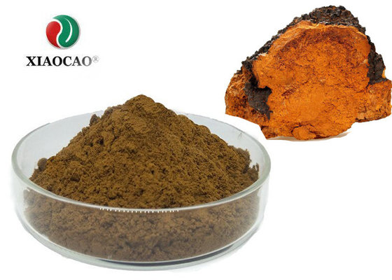 Pharmaceutical Organic Herbal Extracts Chaga Mushroom Powder Lions Mane
