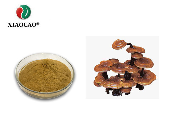 Red 100% Organic Herbal Extracts Reishi Mushroom Powder Lingzhi Ganoderma Lucidum