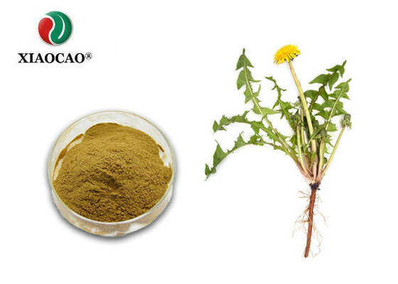 CAS 68990-74-9 Dandelion Root Extract / Dandelion Root Herbal Supplement