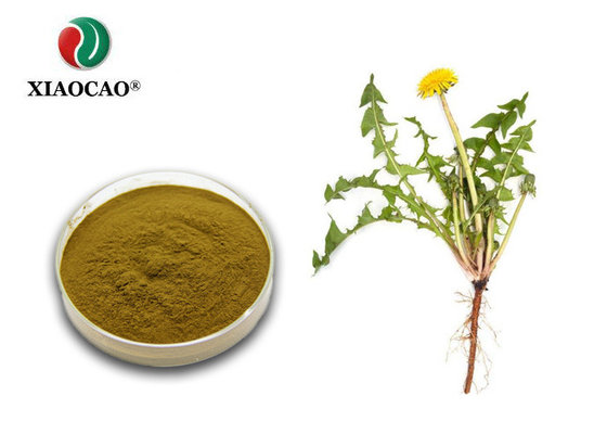 CAS 68990-74-9 Dandelion Root Extract / Dandelion Root Herbal Supplement