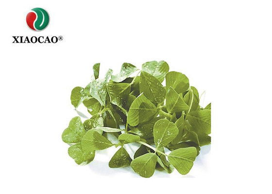 100% Nature Alfalfa Powder Extract / Plant Extract Alfalfa Seed For Improving Eyesight