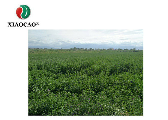 Food Grade Organic Herbal Extracts Organic Alfalfa Juice Powder Green
