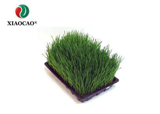 200 Mesh Organic Barley Grass Powder / Green Barley Grass Japan 100%