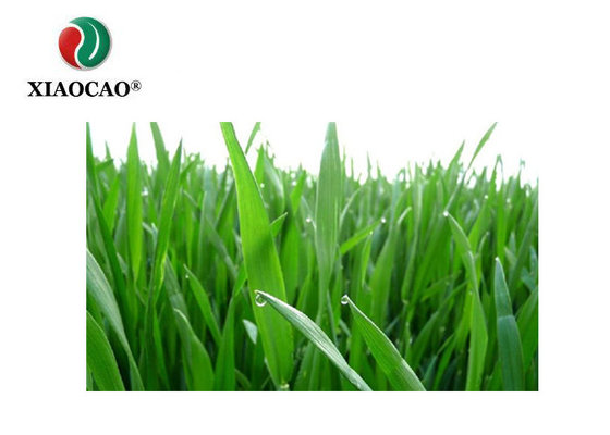 Food Supplement Organic Herbal Extracts Wheatgrass Barley Grass Juice Powder