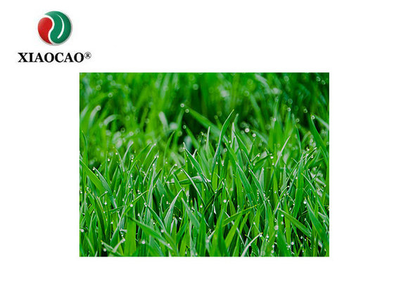 Food Supplement Organic Herbal Extracts Wheatgrass Barley Grass Juice Powder