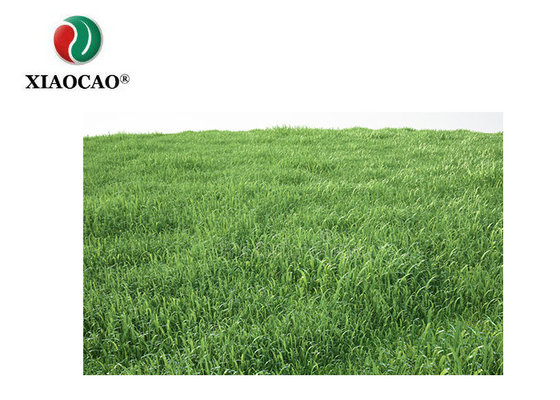 Pure Organic Wheat Grass Juice Powder / Brush Cutter Wheat Rice Grass