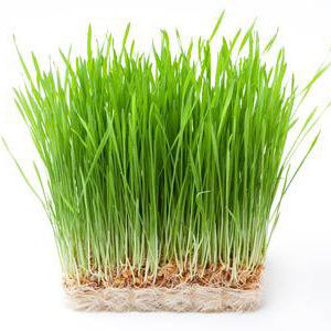 99% Organic Oat Grass Powder , Pharmaceutical Grade Oat Fiber Powder