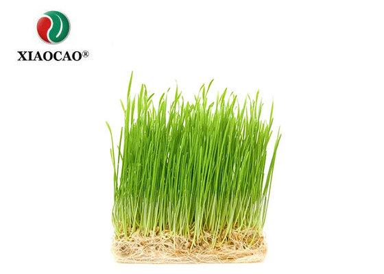 99% Organic Oat Grass Powder , Pharmaceutical Grade Oat Fiber Powder