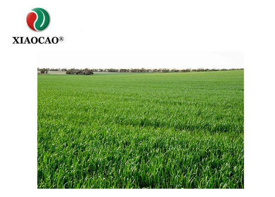 99% Organic Oat Grass Powder , Pharmaceutical Grade Oat Fiber Powder