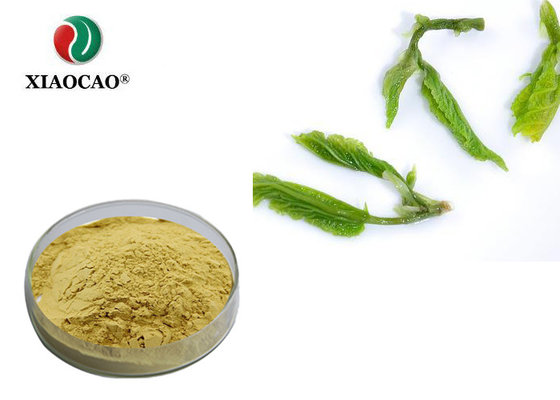 Sang Ye Freeze Dried Powder Mulberry Teaf 1 - Deoxynojirimycin Folium Mori Extract