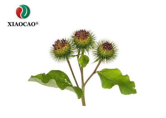 Brown Yellow Freeze Dried Powder Natural Burdock Root Extract Powder