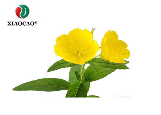 Organic Evening Primrose Extract Powder , Freeze Dried Juice Powder