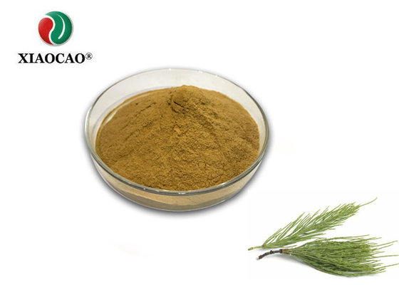 Pure Natural Freeze Dried Powder Wound Therapy Organic Horsetail Extract Powder