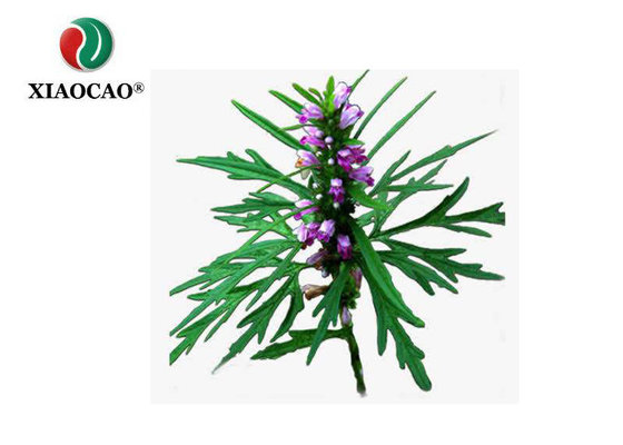 Leonurus Cardiaca Motherwort Extract Herba Leonuri Powder , Freeze Dried Greens Powder