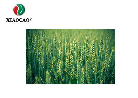 Healthy Organic Wheat Gluten Powder , Original Wheat Gluten Concentrate