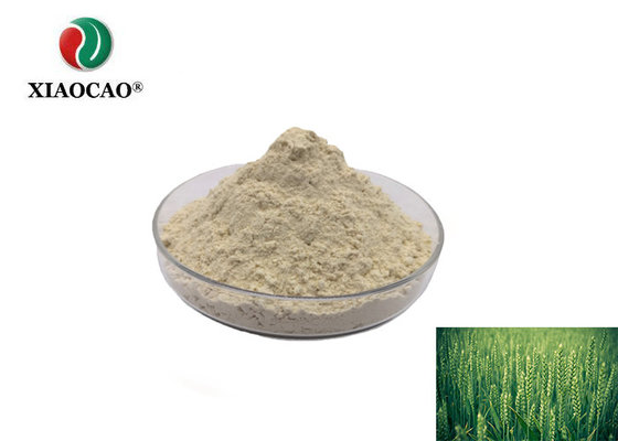 Healthy Organic Wheat Gluten Powder , Original Wheat Gluten Concentrate