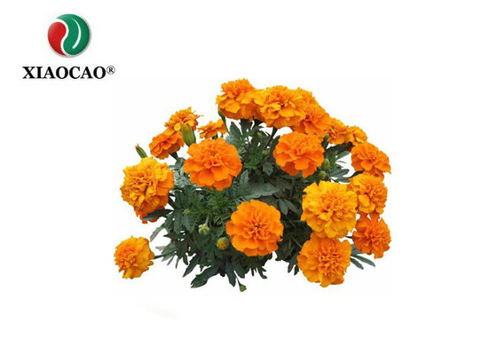 100% Natural Organic Herbal Extracts Lutein 10% 20% 80% 90% Marigold Flower Extract