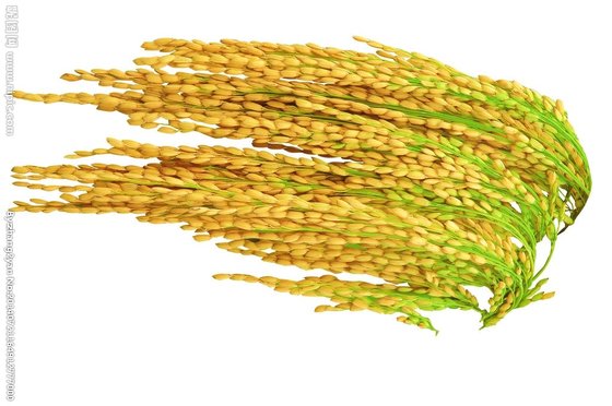 Medicine Grade Organic Herbal Extracts Rice Bran Extract Ferulic Acid