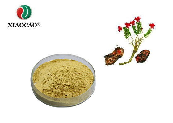 100% Natural Botanical Extracts Rhodiola Rosea Extract 5% Rosavins