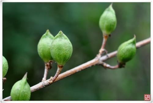 High Purity Organic Herbal Extracts Forsythia Suspensa Extract Powder
