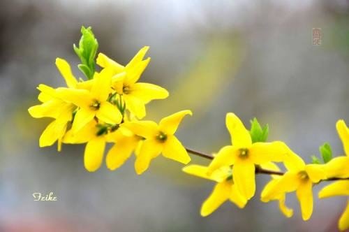 High Purity Organic Herbal Extracts Forsythia Suspensa Extract Powder