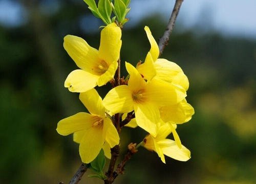 High Purity Organic Herbal Extracts Forsythia Suspensa Extract Powder