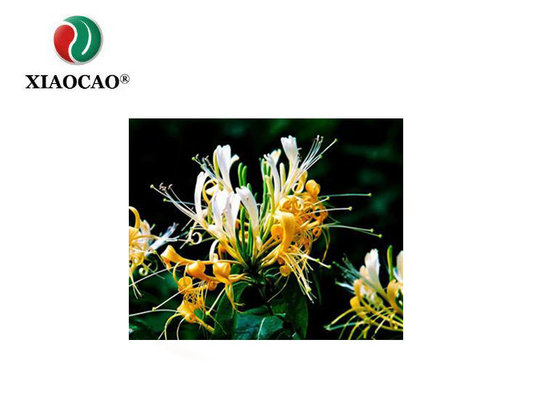 Natural Wild Honeysuckle Flower Extract / Honeysuckle Extract Powder