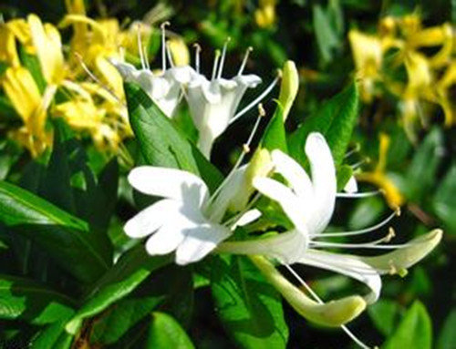 Honeysuckle Flower Organic Herbal Extracts 98% CAS No. 327-97-9