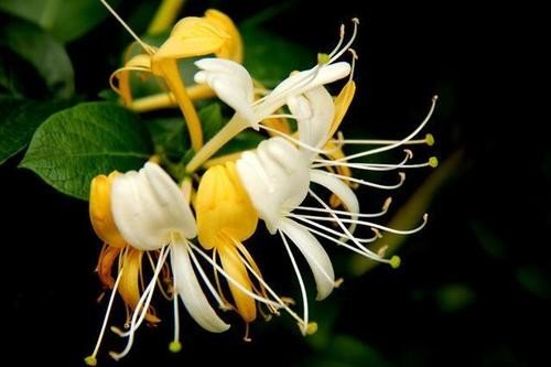 Honeysuckle Flower Organic Herbal Extracts 98% CAS No. 327-97-9