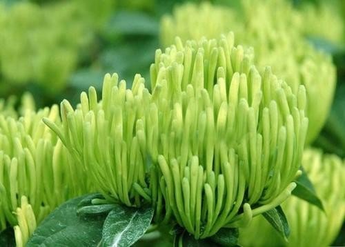 Honeysuckle Flower Organic Herbal Extracts 98% CAS No. 327-97-9