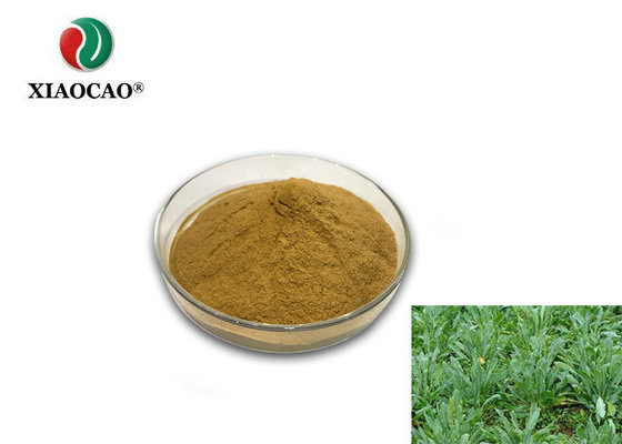 99% Min Organic Herbal Extracts Isatis Root Extract antioxidant
