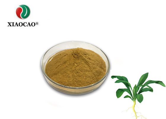 99% Min Organic Herbal Extracts Isatis Root Extract antioxidant